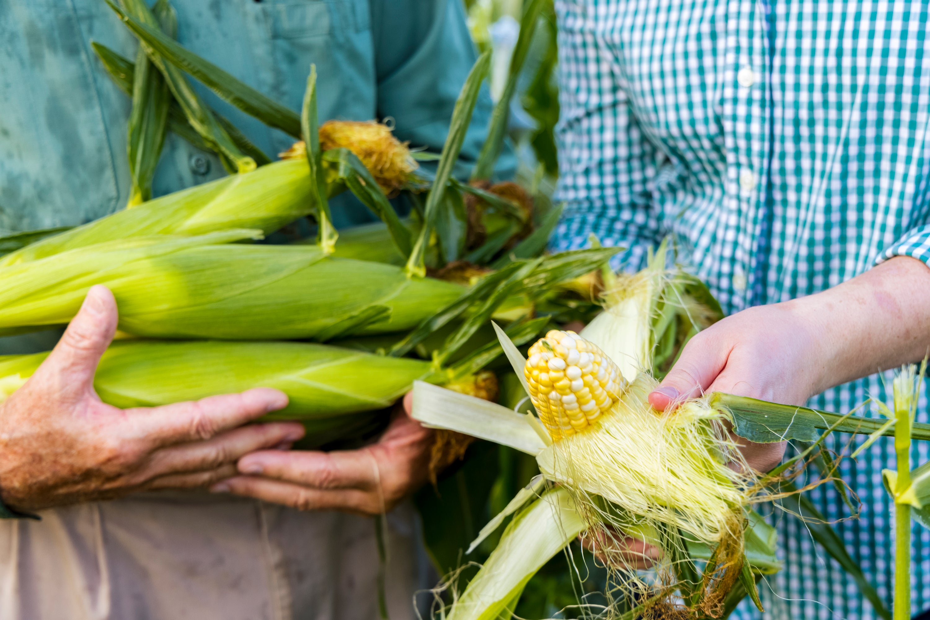 Tips & Tricks for the Sweetest Corn Experience – Casey Morgan's