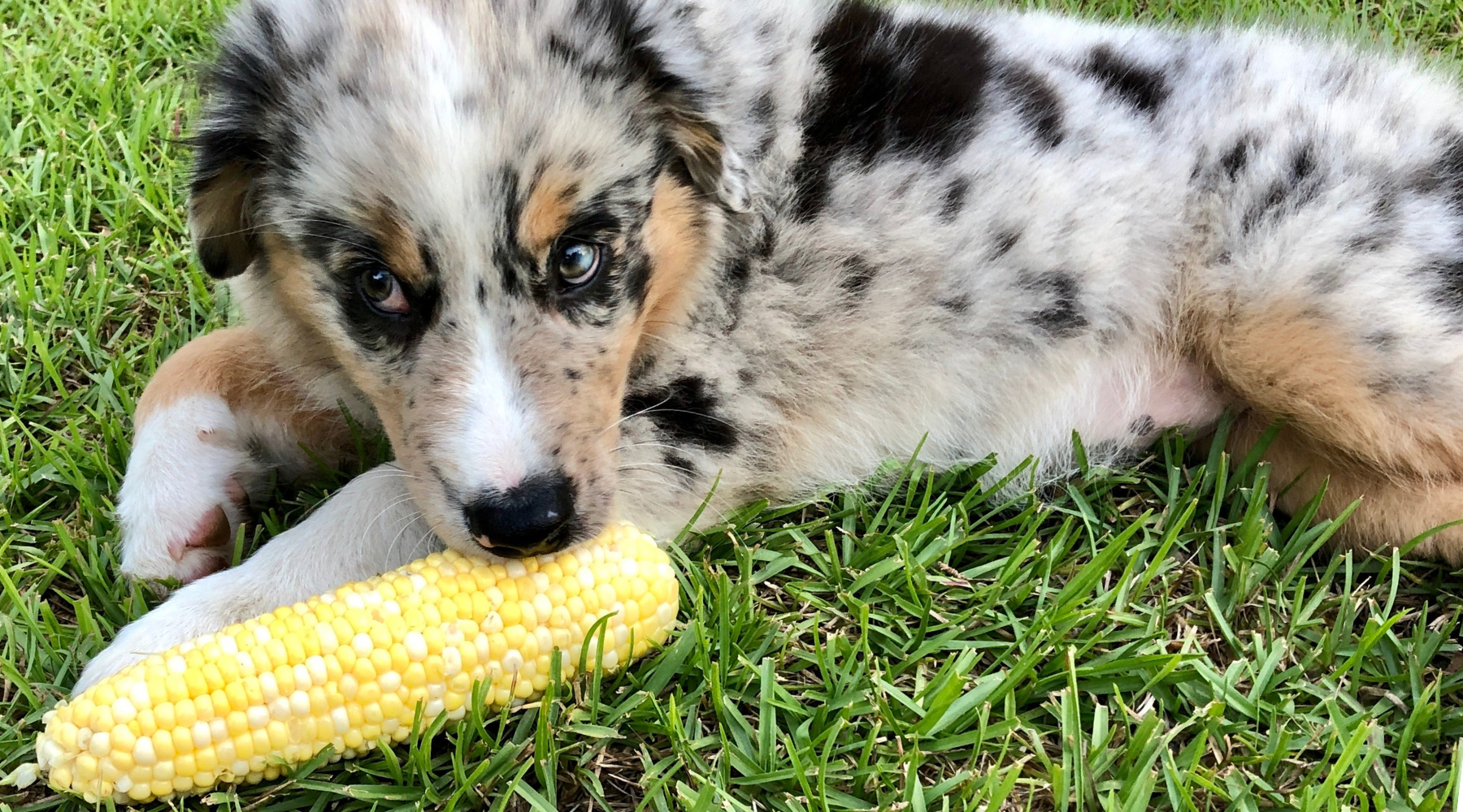 10 Toppings to Spiff Up Your Corn on the Cob – Casey Morgan's